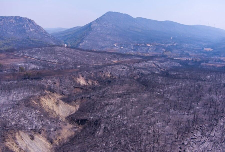 Δημητρακόπουλος για Δαδιά: Αυτό το οικοσύστημα δεν θα επανέλθει ποτέ ...