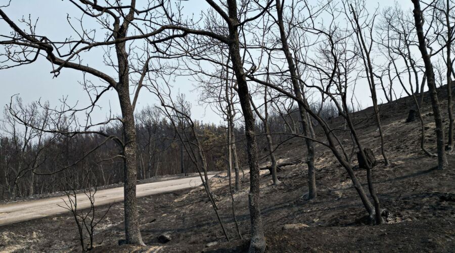 Ανεμογεννήτριες στα καμένα του Έβρου - ΥΠΕΝ: "Έχουν παγώσει όλες οι ...